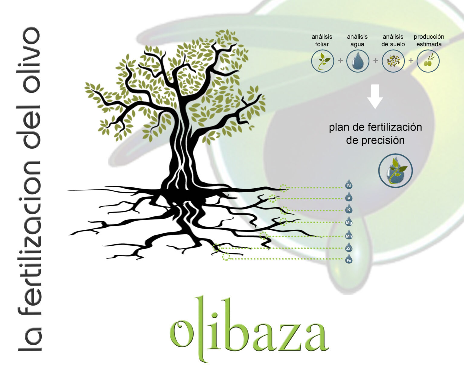 El Azufaifo: Características De La Planta Y Su Cultivo