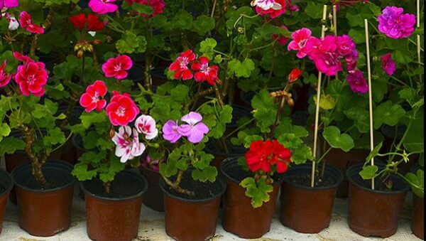 El Geranio ¡Todo Lo Que Necesitas Saber!